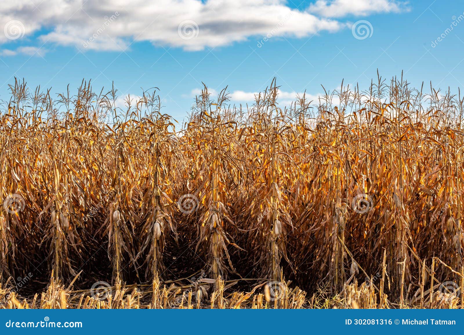 Tall Wisconsin Corn Stocks Ready for Harvest Stock Photo - Image of ...