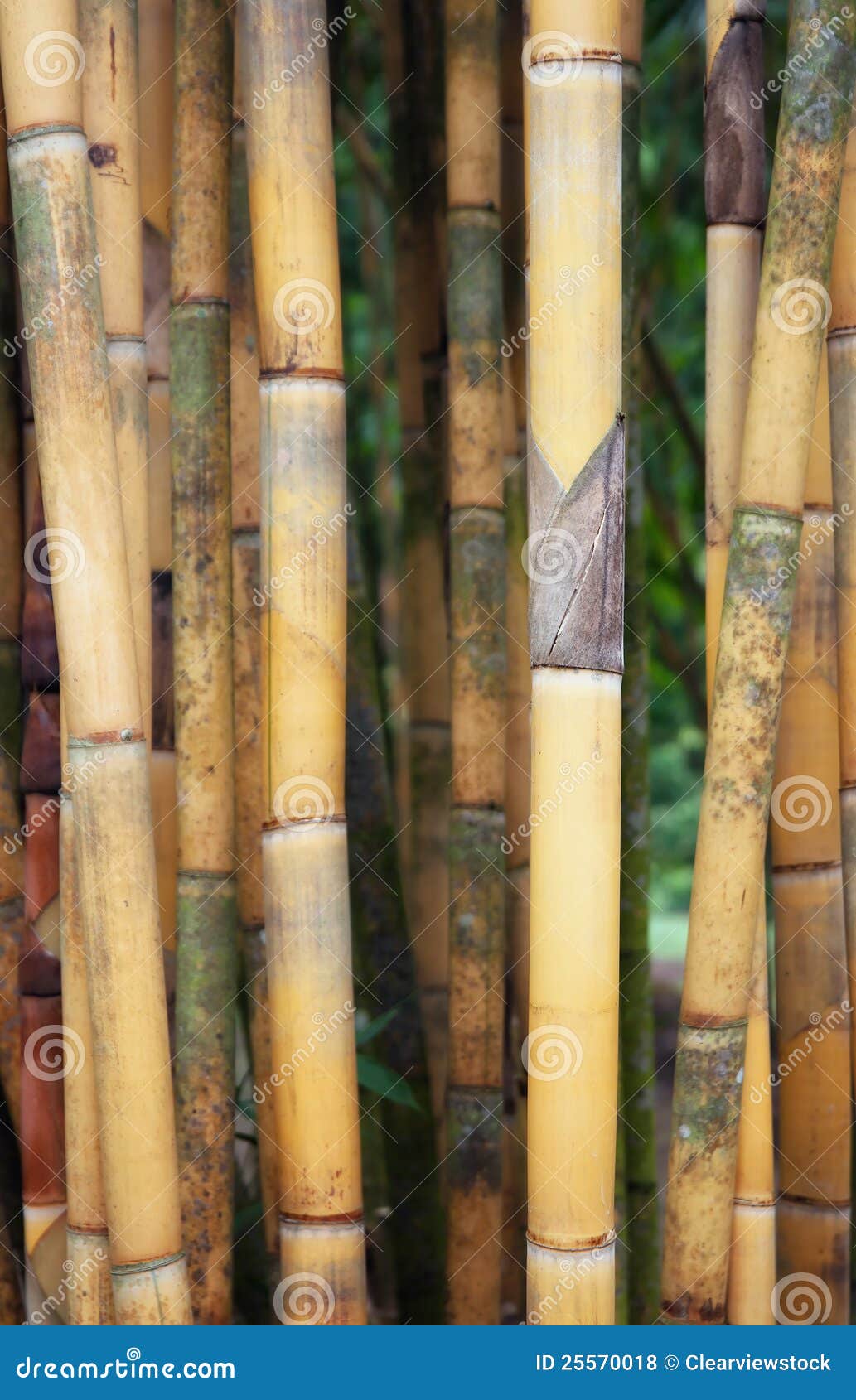 Tall yellow bamboo stock photo. Image of natural, environment - 25570018