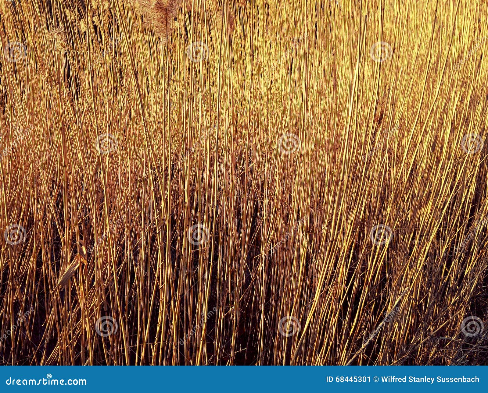 Tall yellow grass stock image. Image of reeds, tall, wild - 68445301