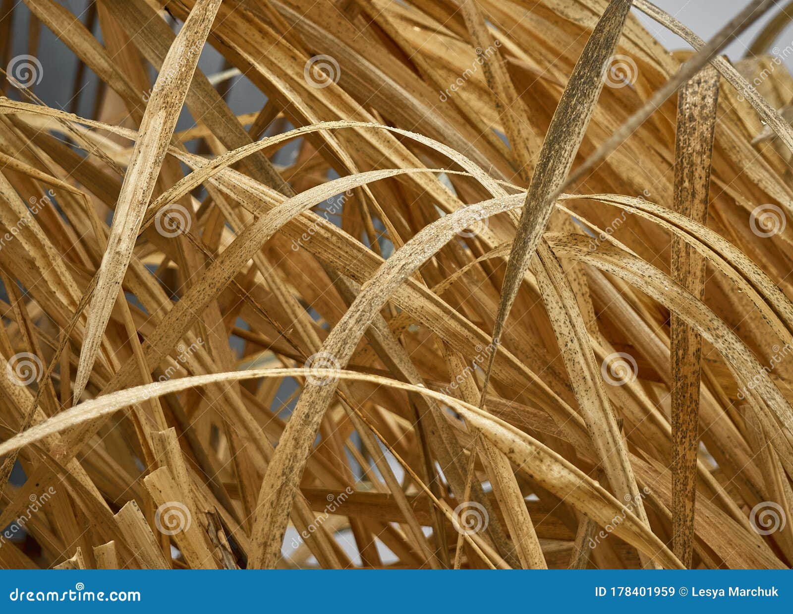 Tall yellow grass. stock image. Image of natural, herb - 178401959