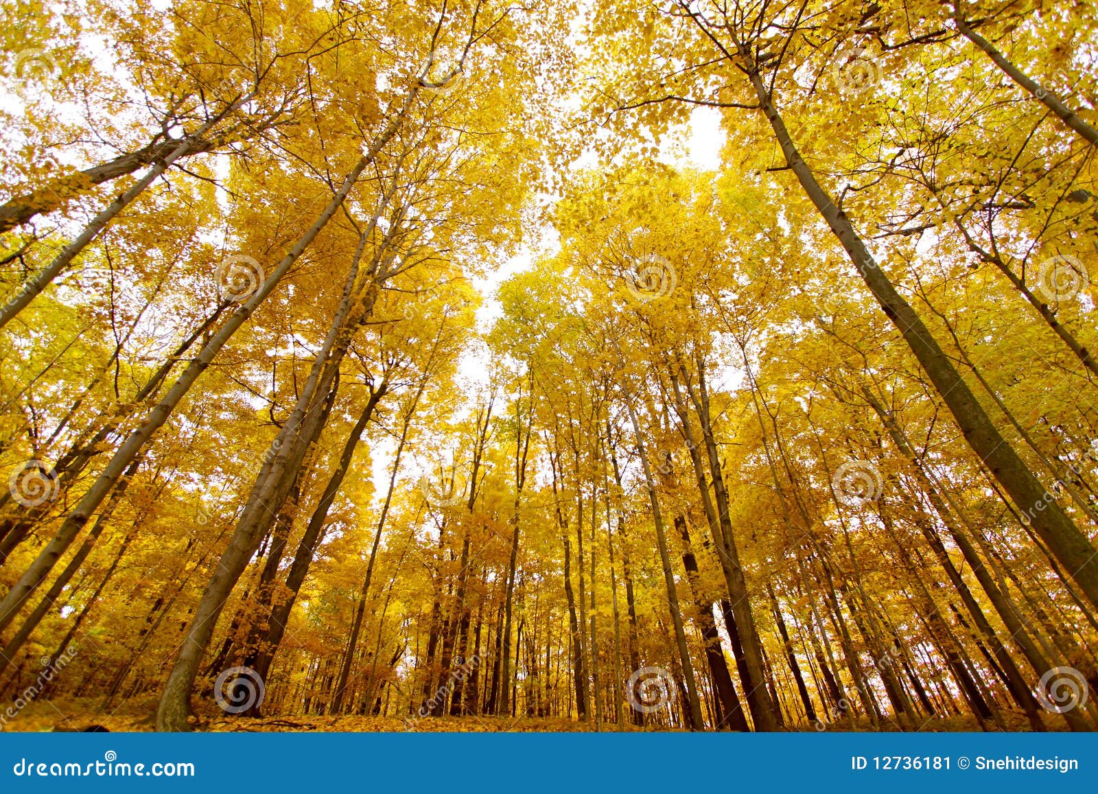 Yellow Maple Tree Acer Palmatum Tree Of Trident Maple In Autumn ...