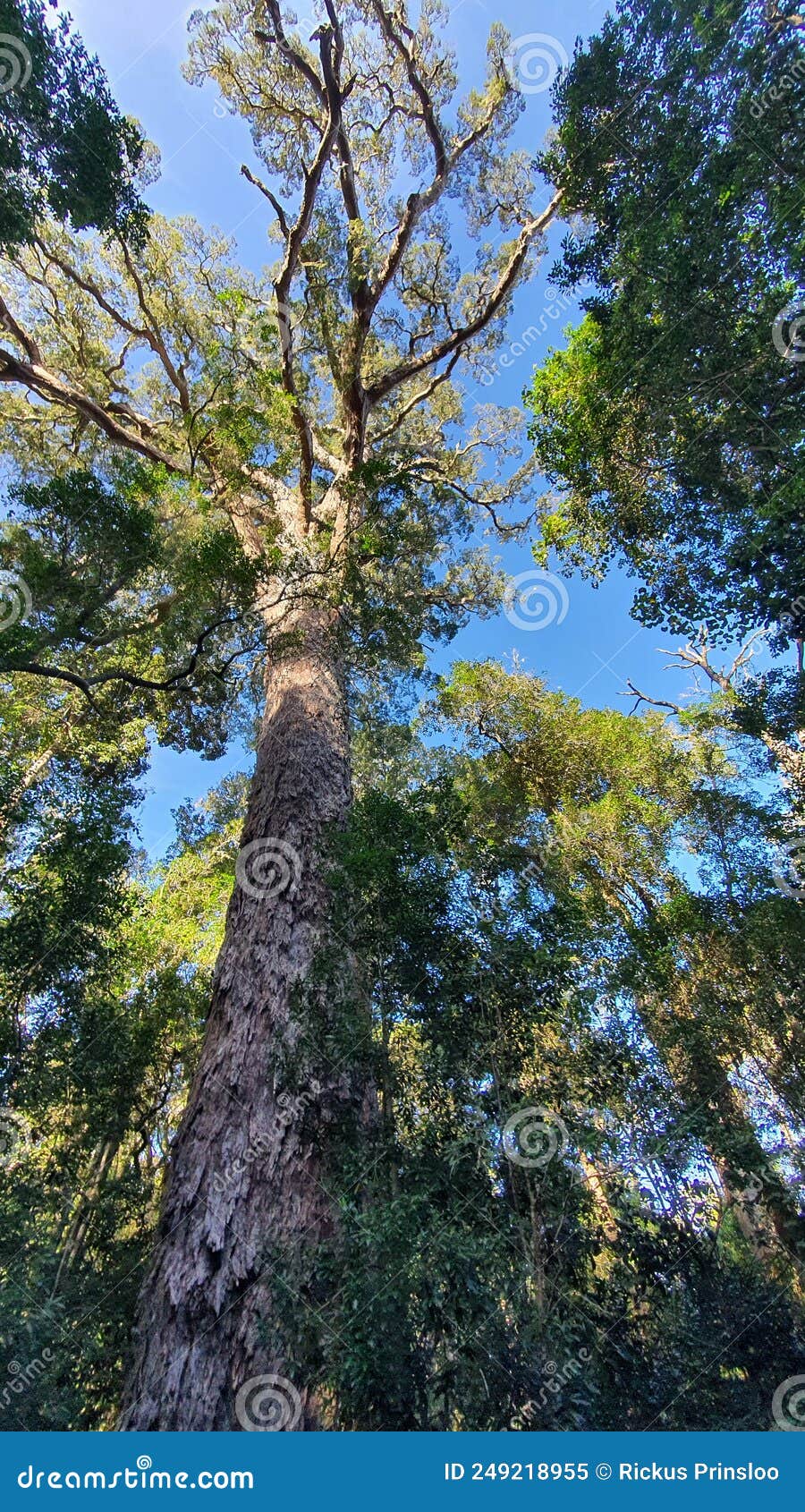 Tall Yellowwood Tree stock image. Image of africa, flower - 249218955