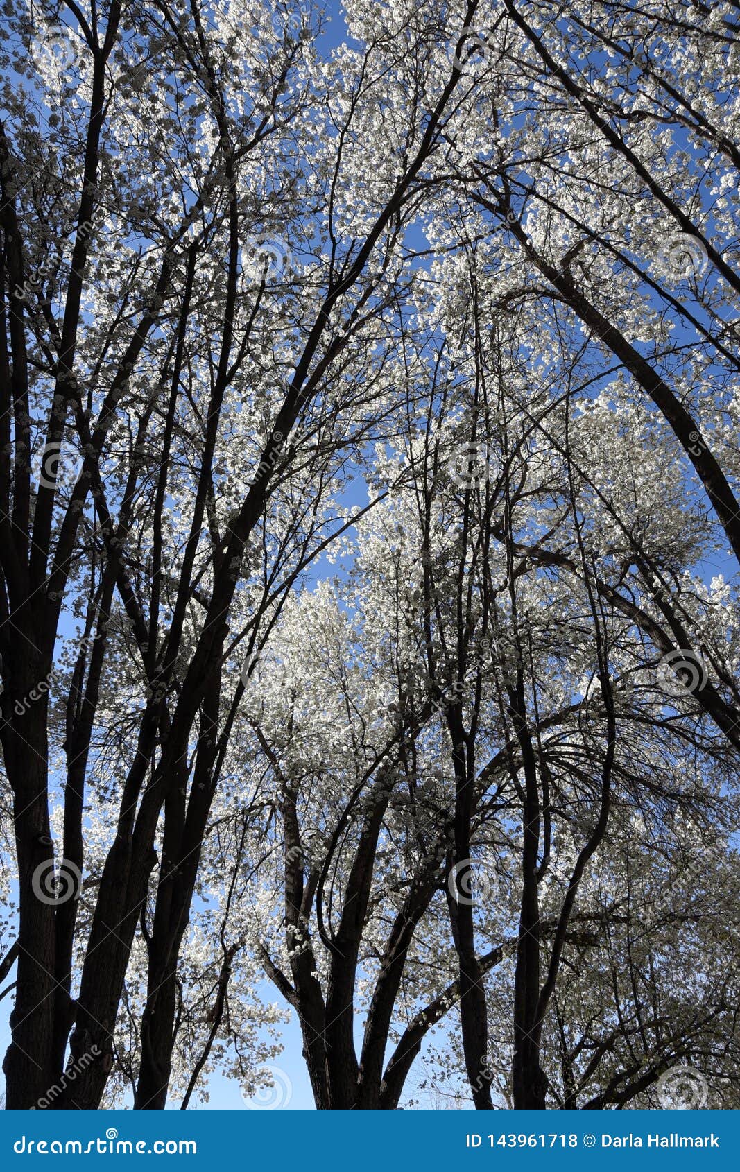 Tall Cherry blossom forest stock photo. Image of trees - 143961718