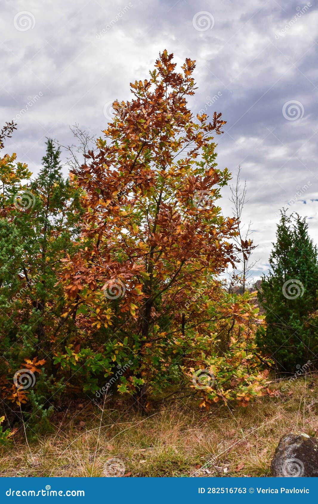 A Tall Young Oak on the Edge of a Mixed Forest Stock Image - Image of ...