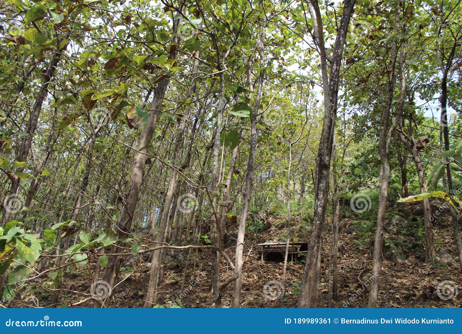 Teak Trees Stock Photography | CartoonDealer.com #35253500 Teak Trees Stock Photography | CartoonDealer.com #35253500