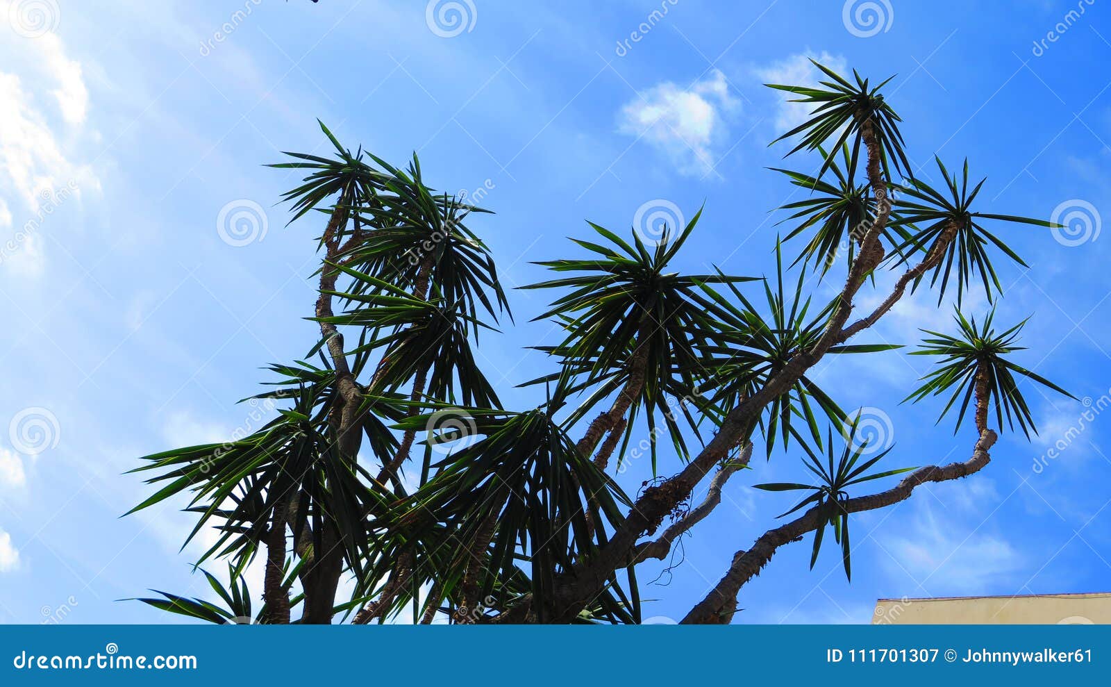 Yucca Type Tree Against Blue Sky Stock Image - Image of plant, outdoor ...