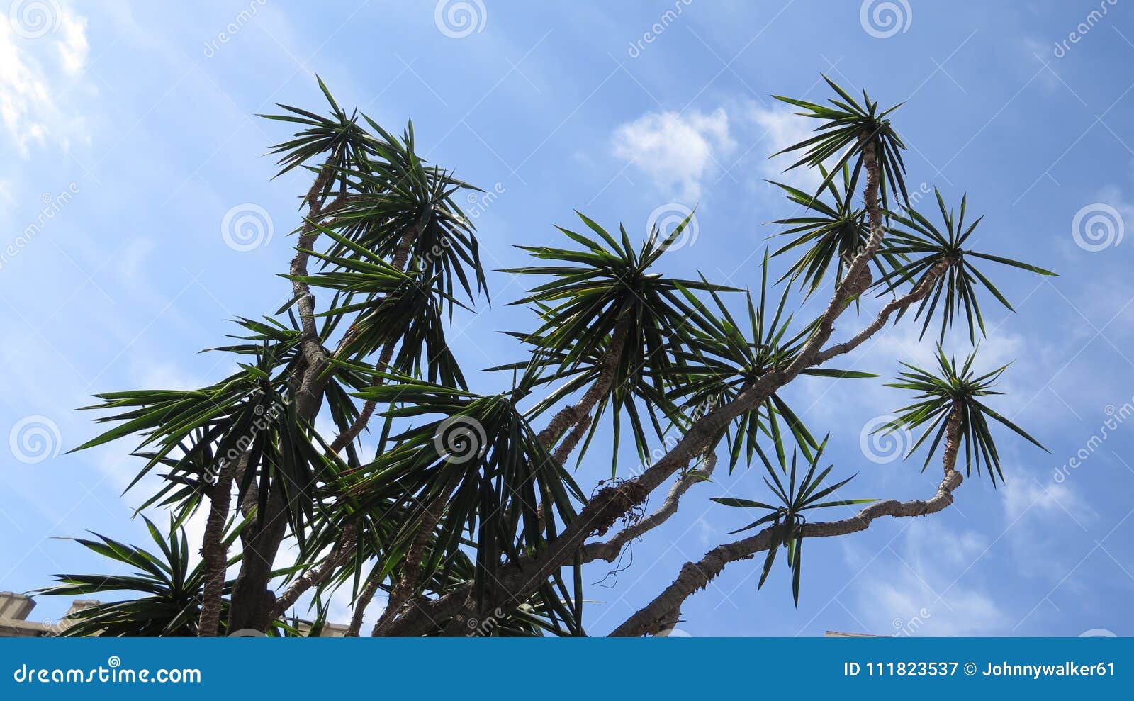 Yucca Type Tree Against Blue Sky Stock Image - Image of leaves ...
