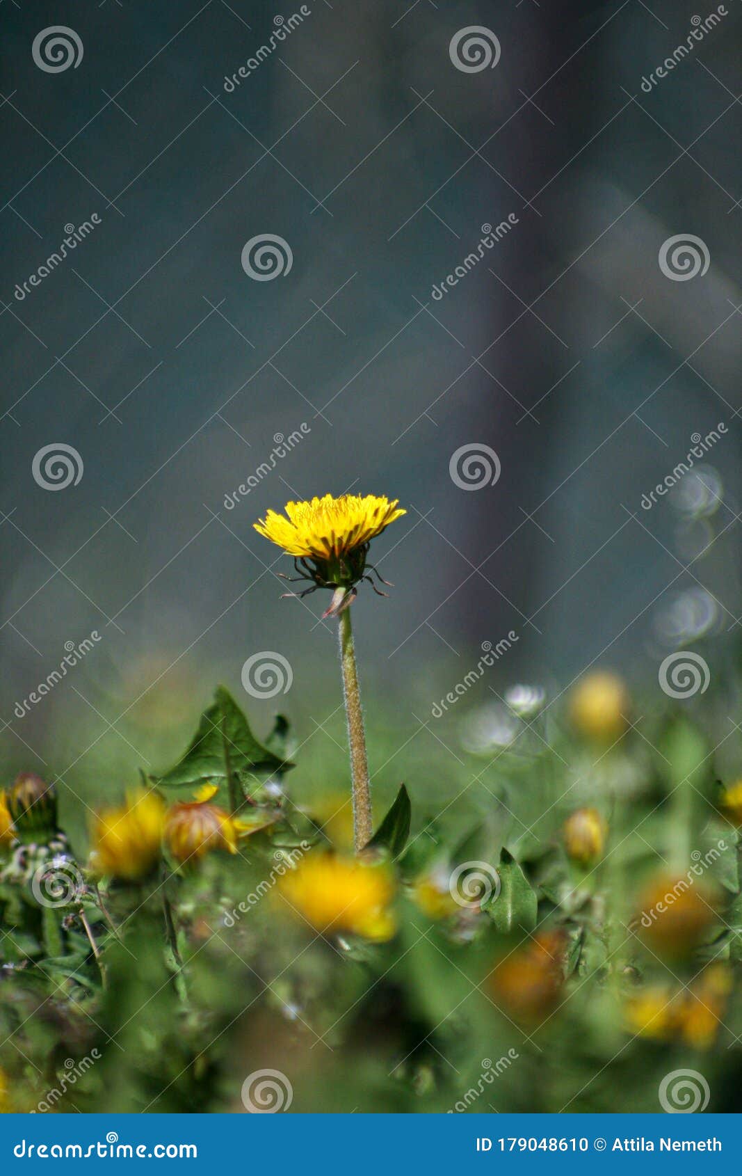 The Tallest Dandelion in the Garden. Stock Photo - Image of spring ...