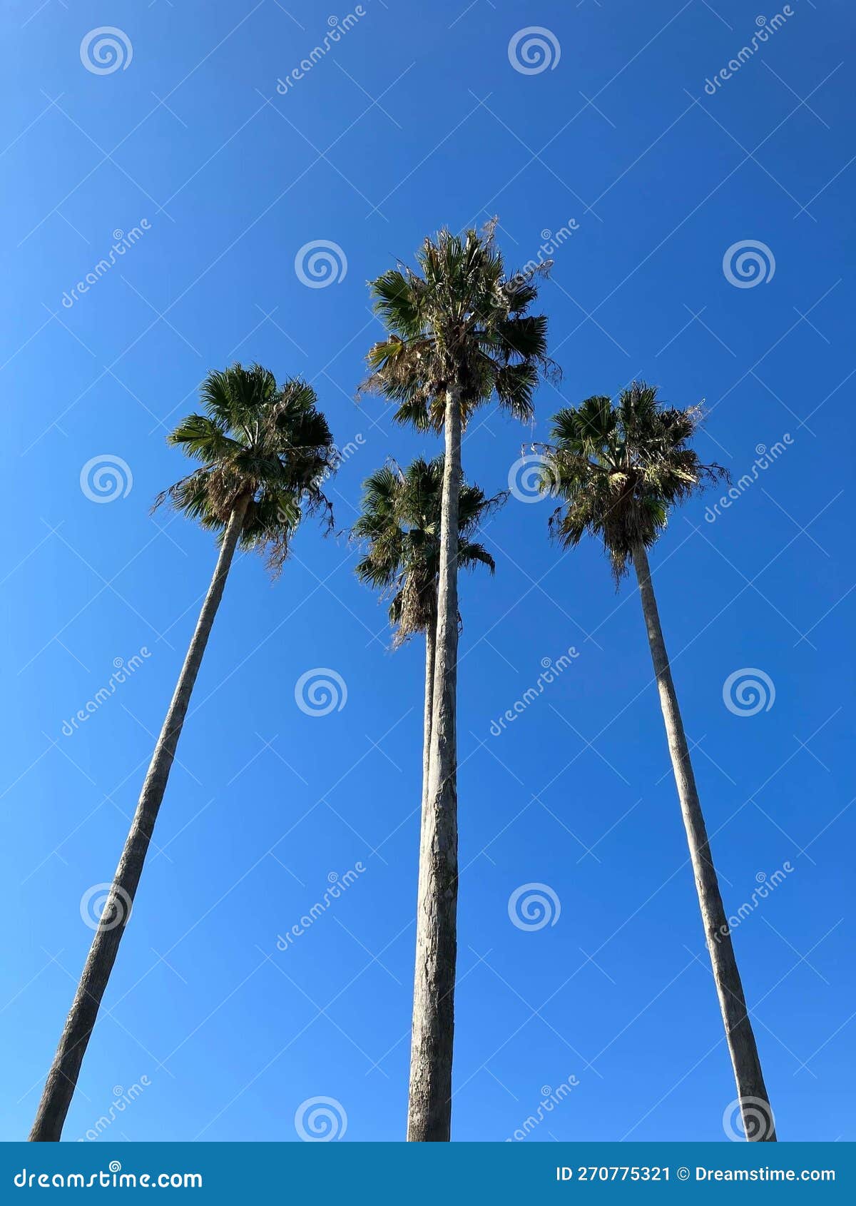 Tallest trees stock image. Image of longest, nice, tallest - 270775321