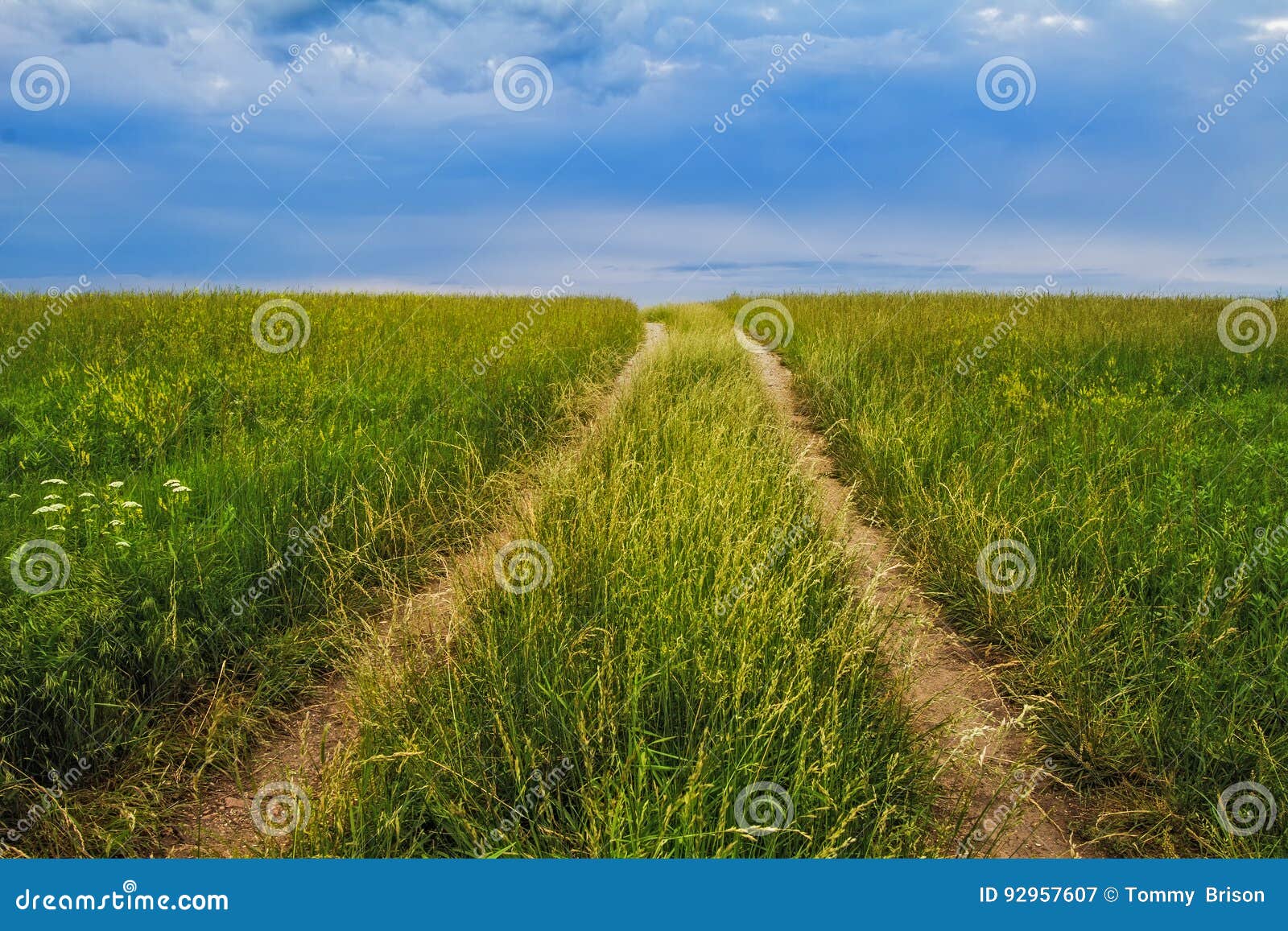 Tallgrass Prairie Pathway stock image. Image of beautiful - 92957607