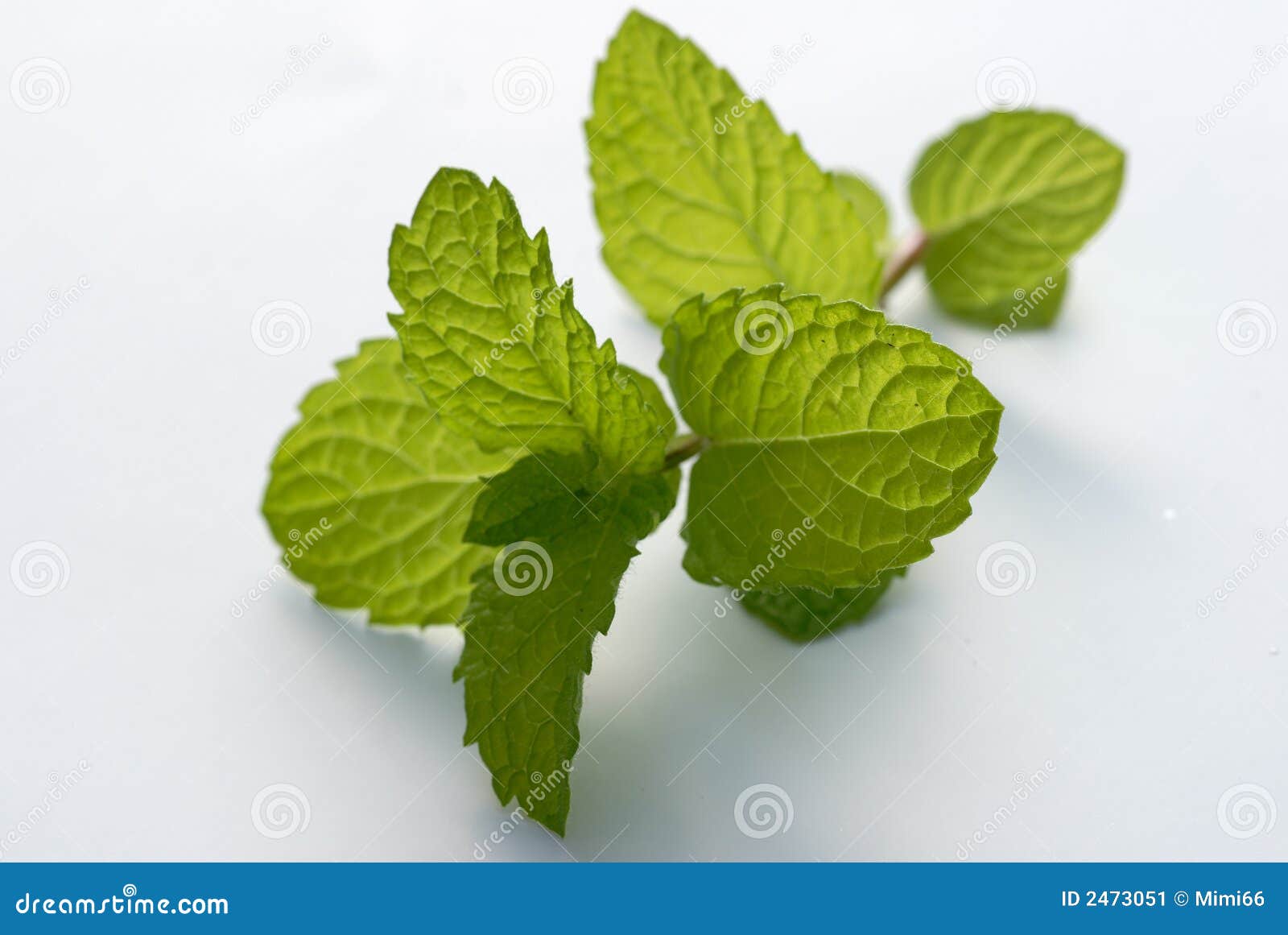 Tallo de la menta imagen de archivo. Imagen de tallo, menta - 2473051