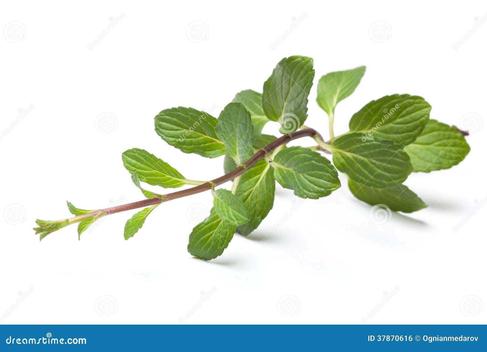 Tallo de la menta foto de archivo. Imagen de primer, planta - 37870616