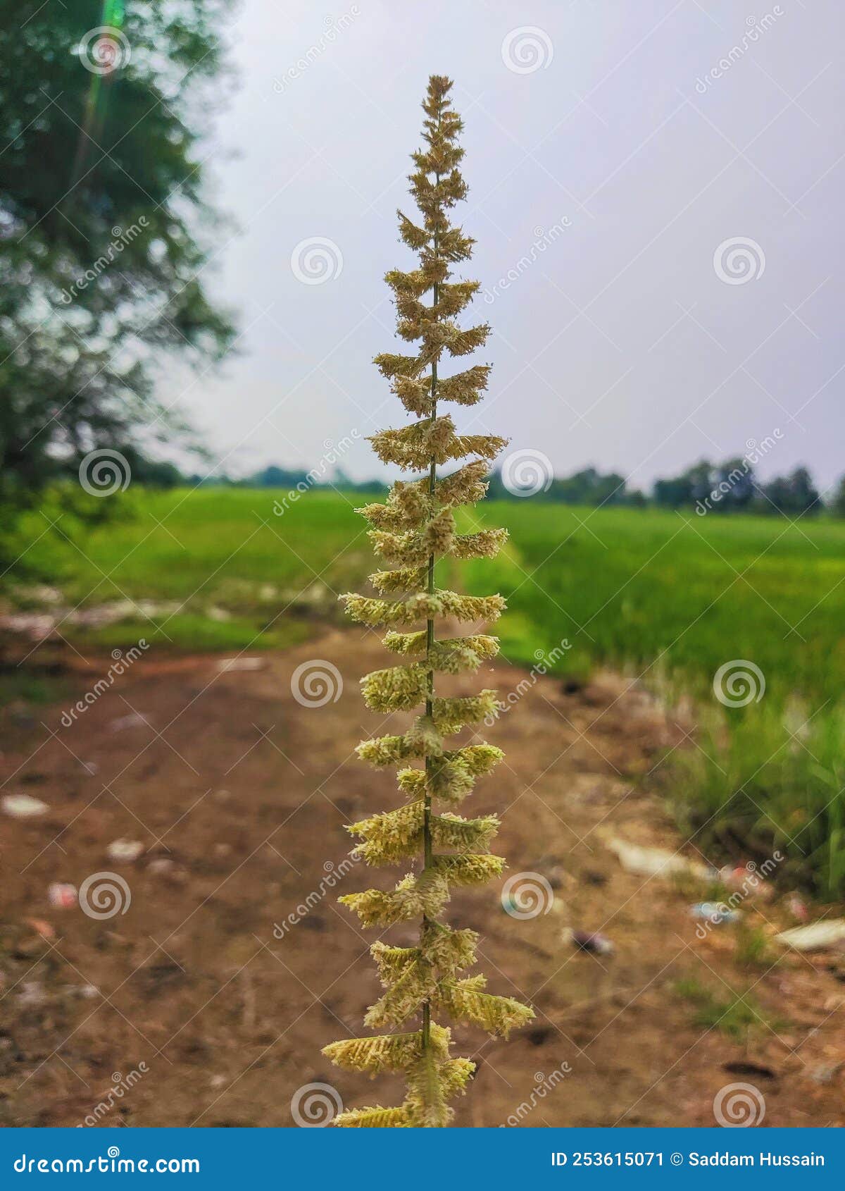 Tallo de planta de maleza imagen de archivo. Imagen de campo - 253615071