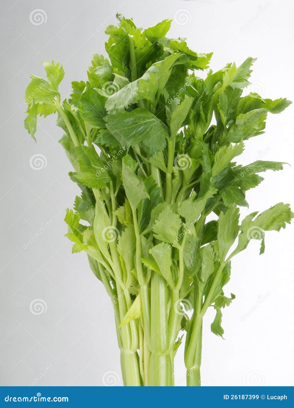 Tallo del apio imagen de archivo. Imagen de apio, fuente - 26187399