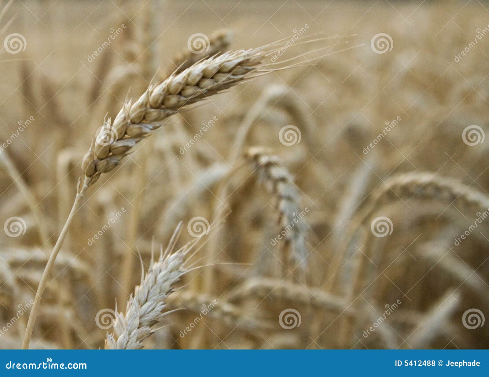 Tallo Del Trigo Imagen. Imagen: 5412488