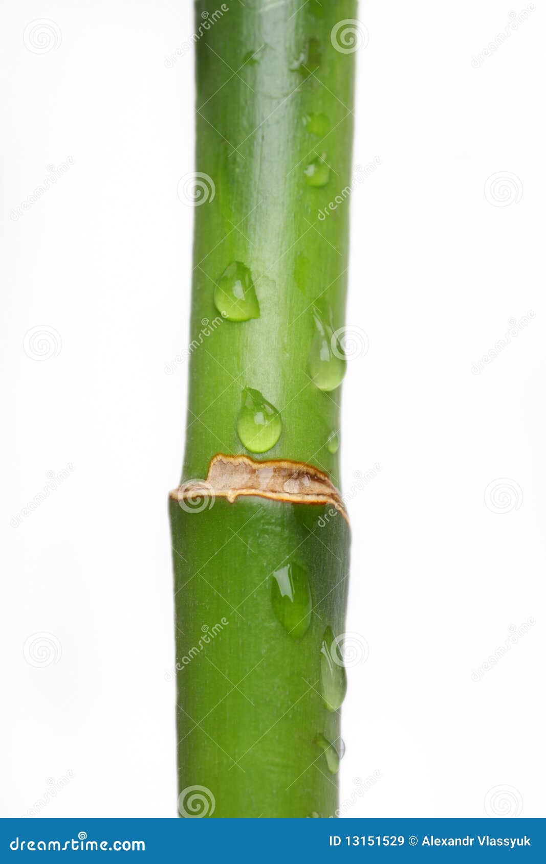 Tallo verde imagen de archivo. Imagen de limpio, alto - 13151529
