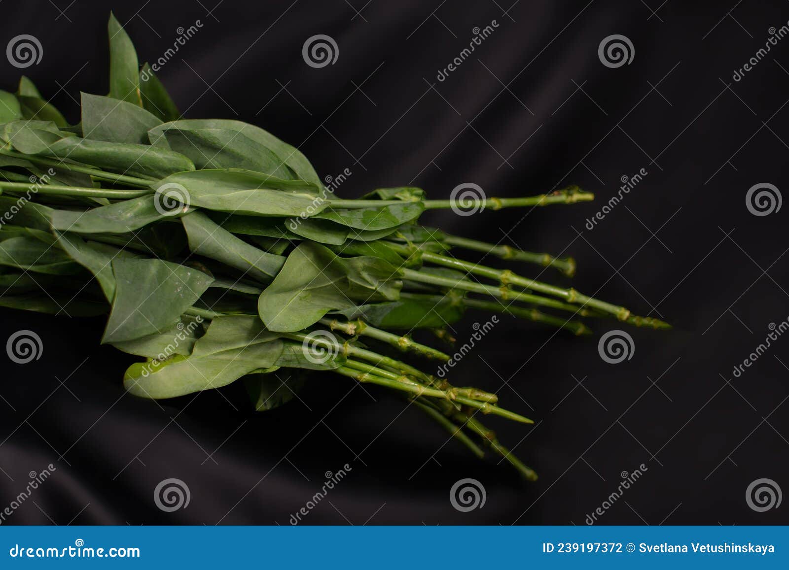Tallo. Tallo Verde De Una Planta. Flores Foto de archivo - Imagen de ...