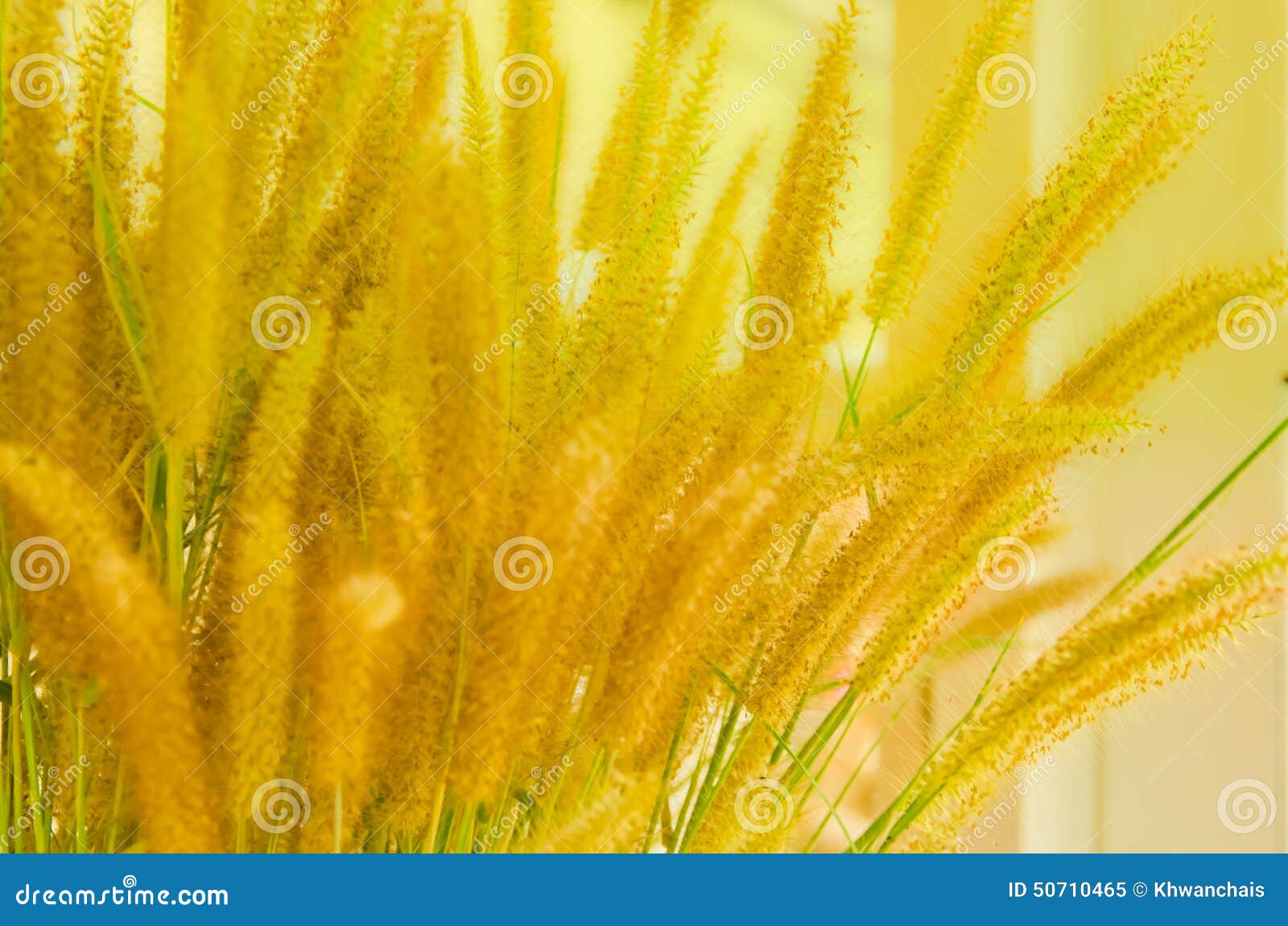 Tallos De La Flor Del Trigo En Florero Imagen de archivo - Imagen de ...