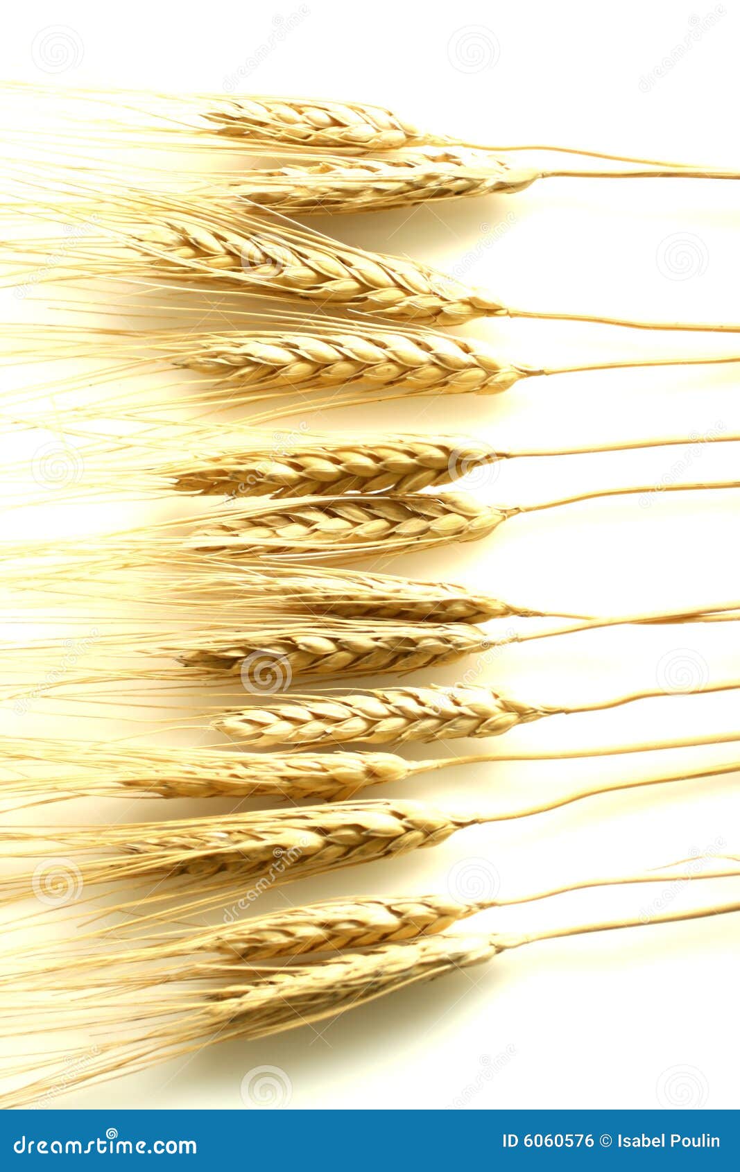 Tallos del trigo en blanco foto de archivo. Imagen de cubo - 6060576