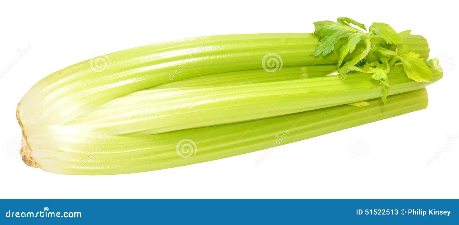 Tallos verdes del apio imagen de archivo. Imagen de alimento - 51522513