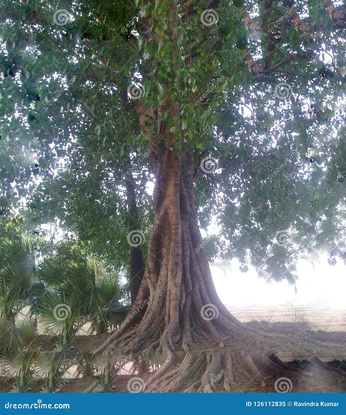 Tall Pipal Tree, Pipal Having Religious Value in India Stock Image ...