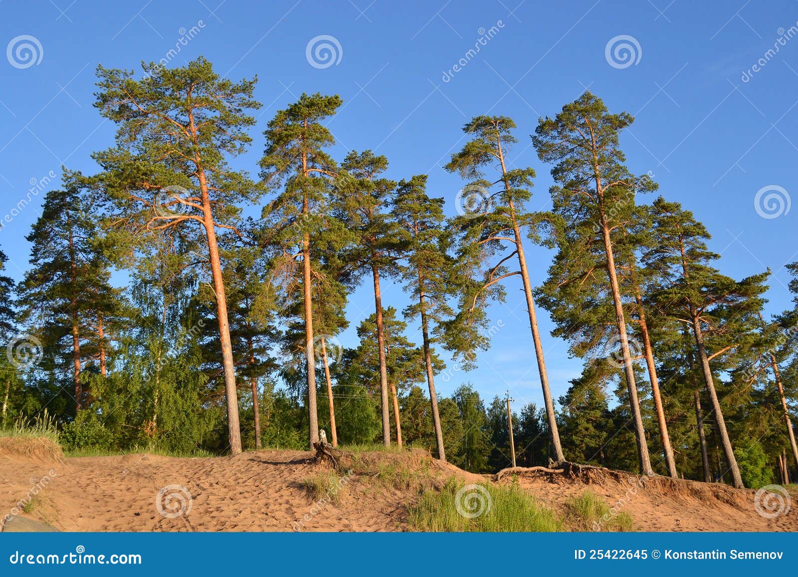 Tallskog fotografering för bildbyråer. Bild av grön, himmel - 25422645