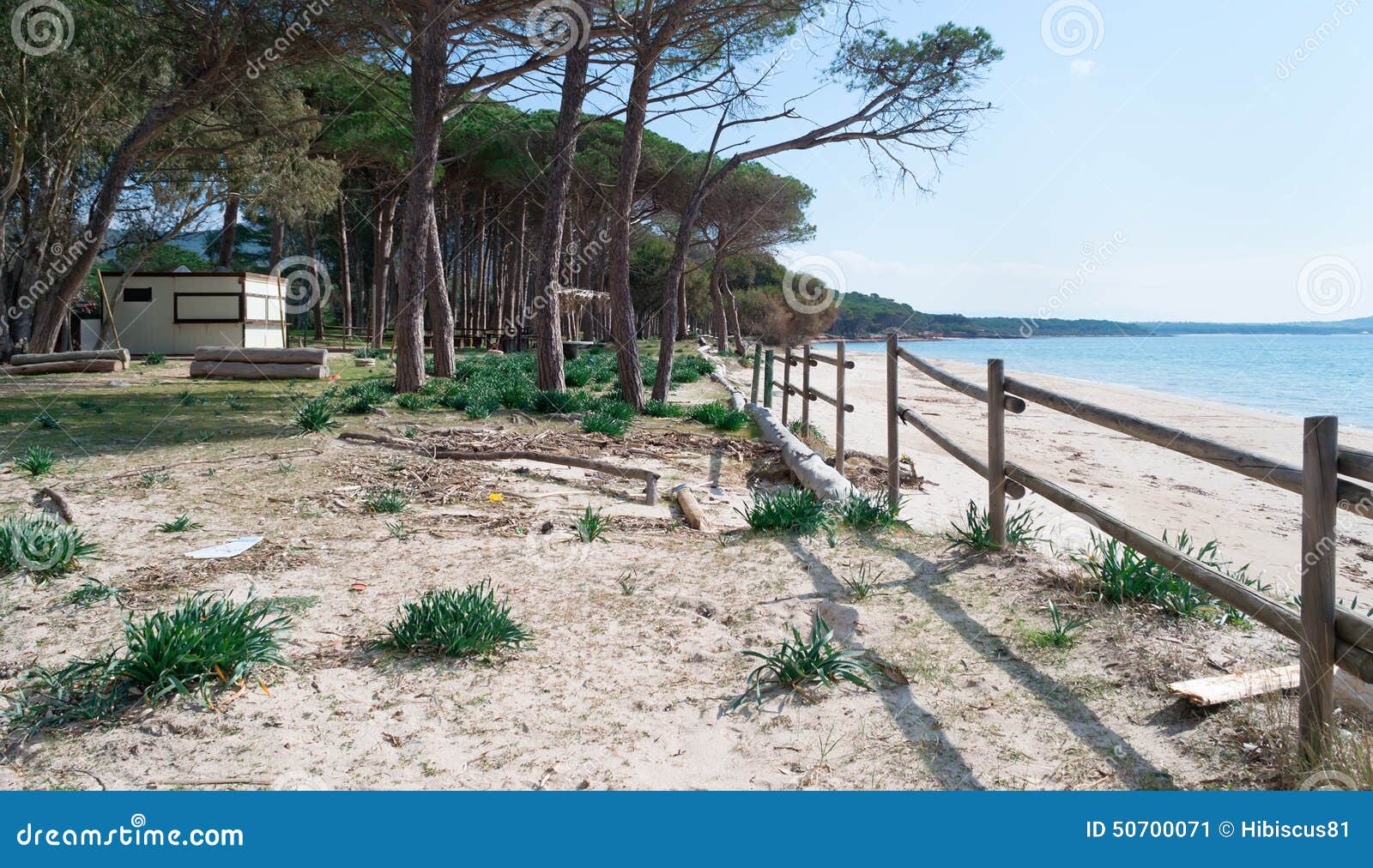 Tallskog i Mugoni fotografering för bildbyråer. Bild av trä - 50700071