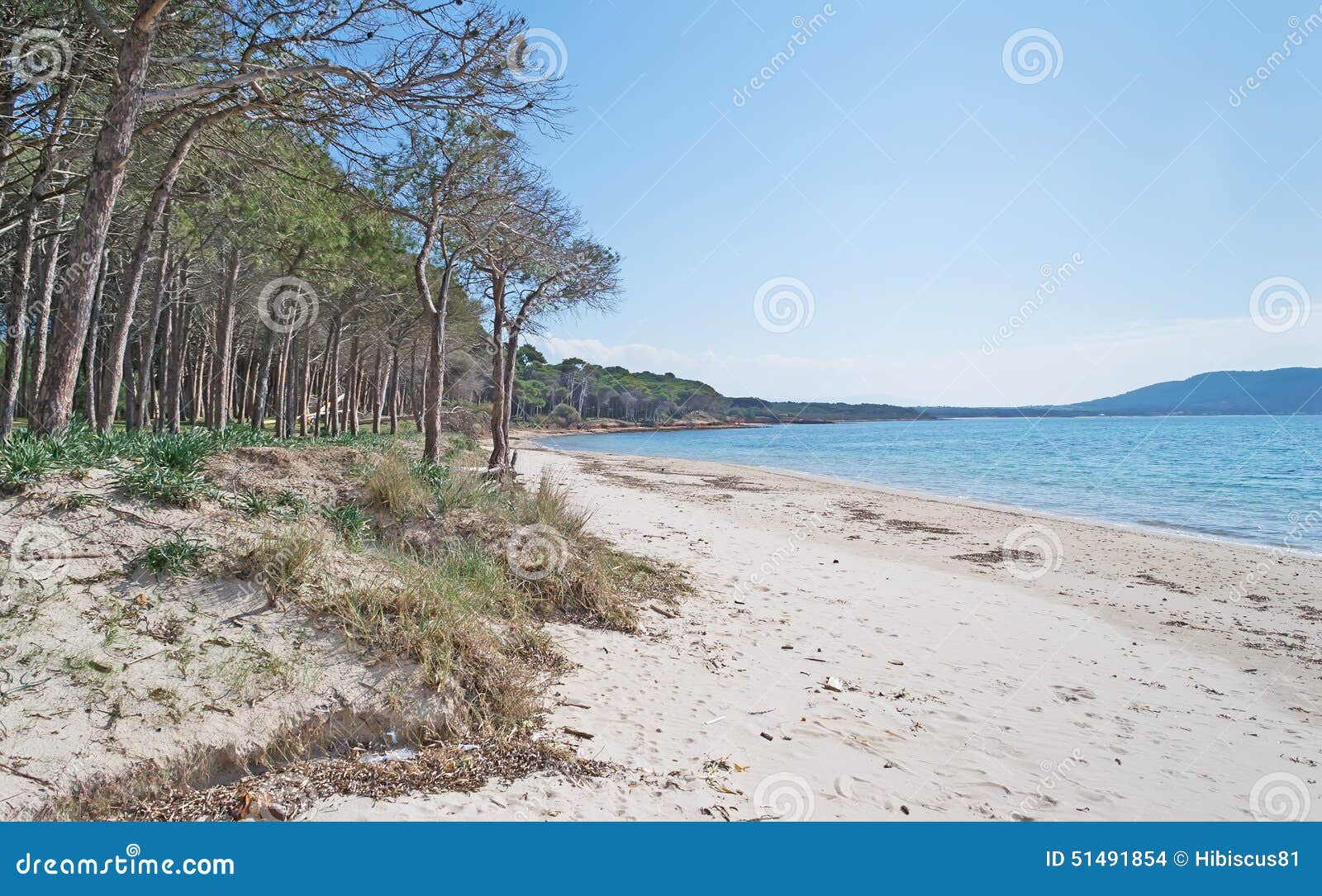 Tallskog vid kusten arkivfoto. Bild av himmel, tydlig - 51491854