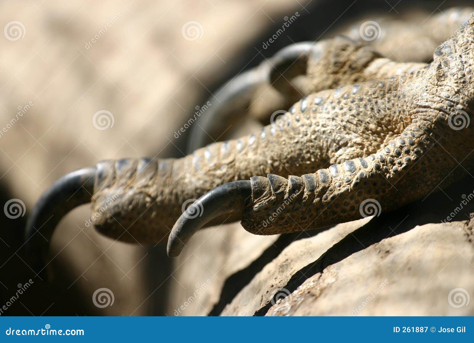 Talons stock image. Image of prey, bird, foot, eagle, claw - 261887