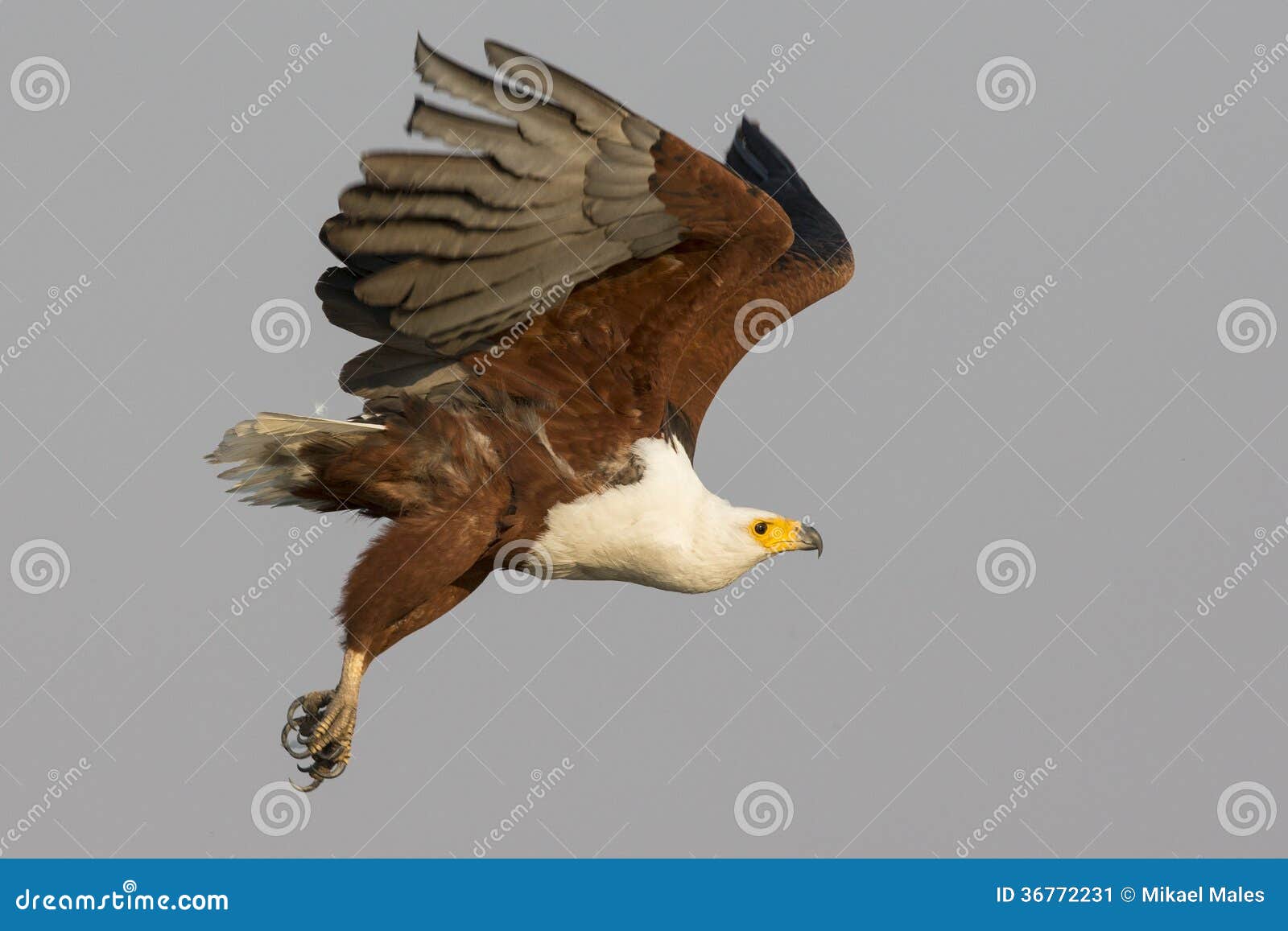 Talons deployed stock image. Image of males, choebe, majestic - 36772231