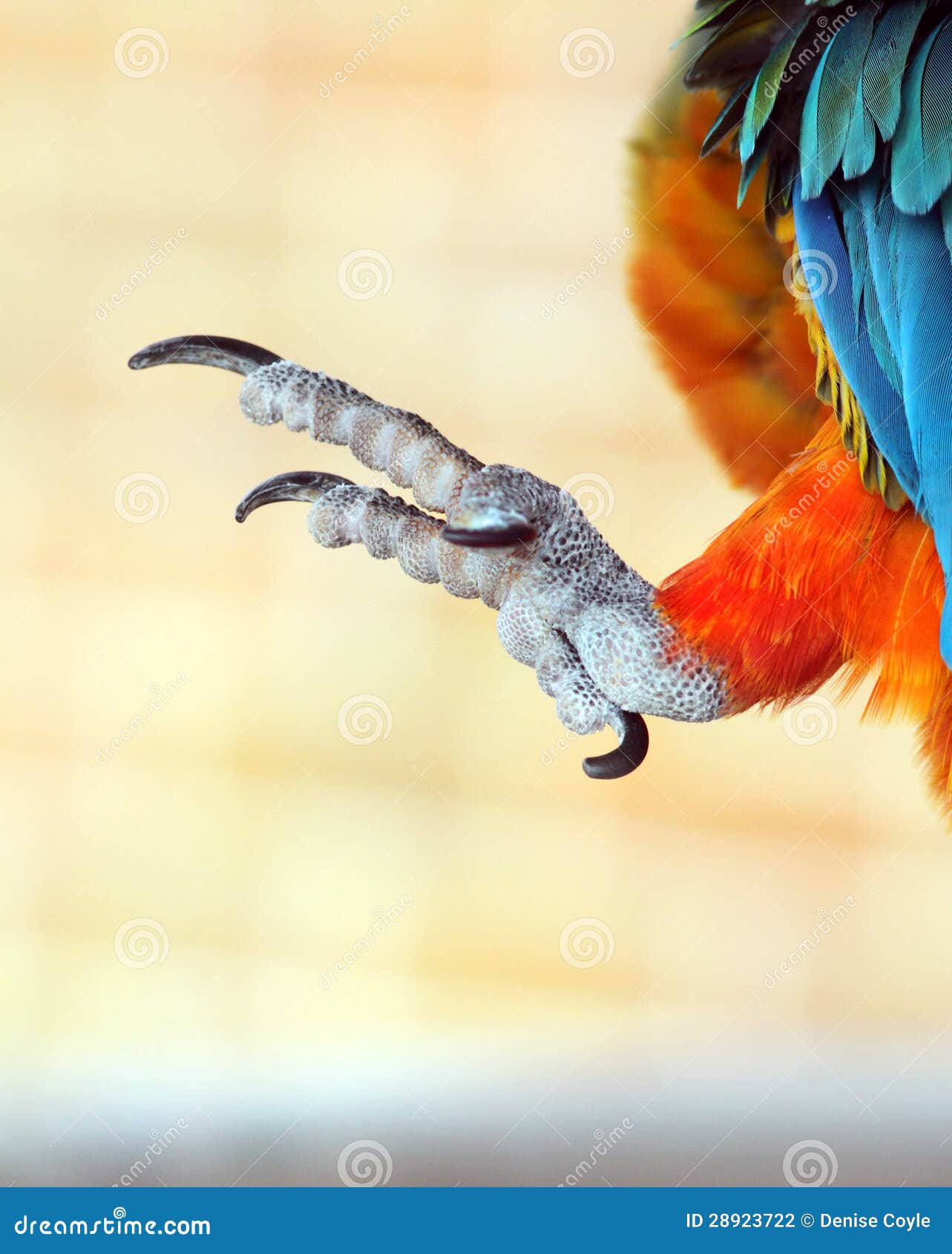 Talons of a parrot stock photo. Image of dangerous, scratching - 28923722