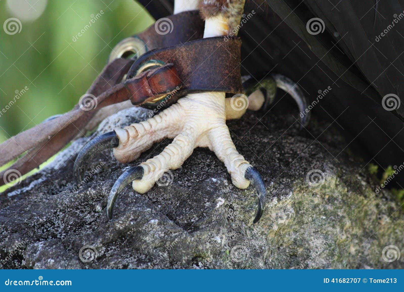 Talons stock image. Image of foot, talon, nails, bird - 41682707