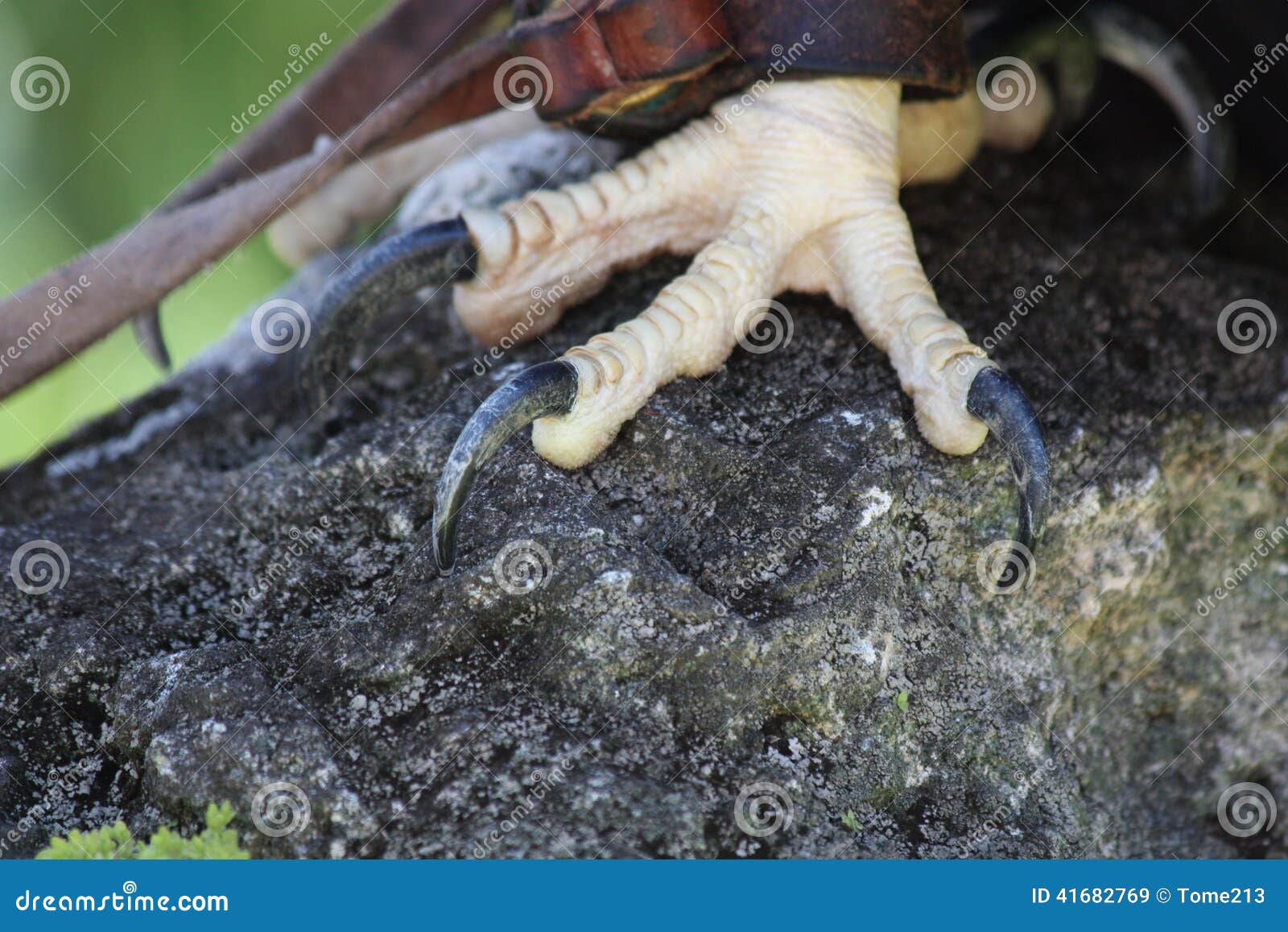 Talons stock image. Image of foot, claw, reptile, prey - 41682769