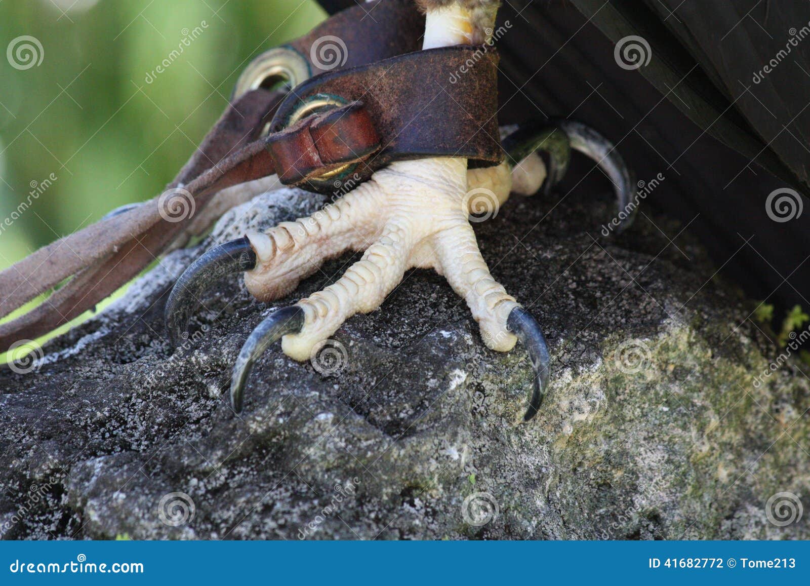Talons stock photo. Image of foot, grass, nails, talon - 41682772