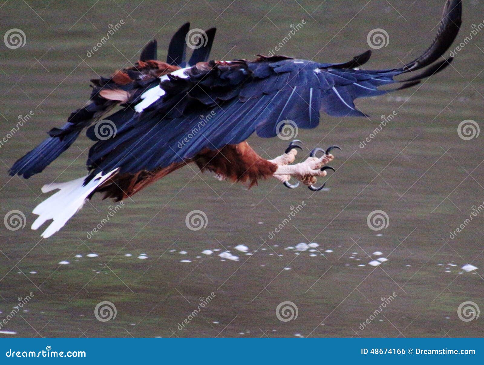 Talons stock photo. Image of claws, talons, vicious, strong - 48674166