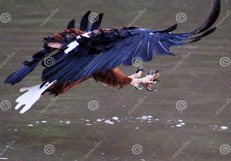 Talons stock photo. Image of claws, talons, vicious, strong - 48674166