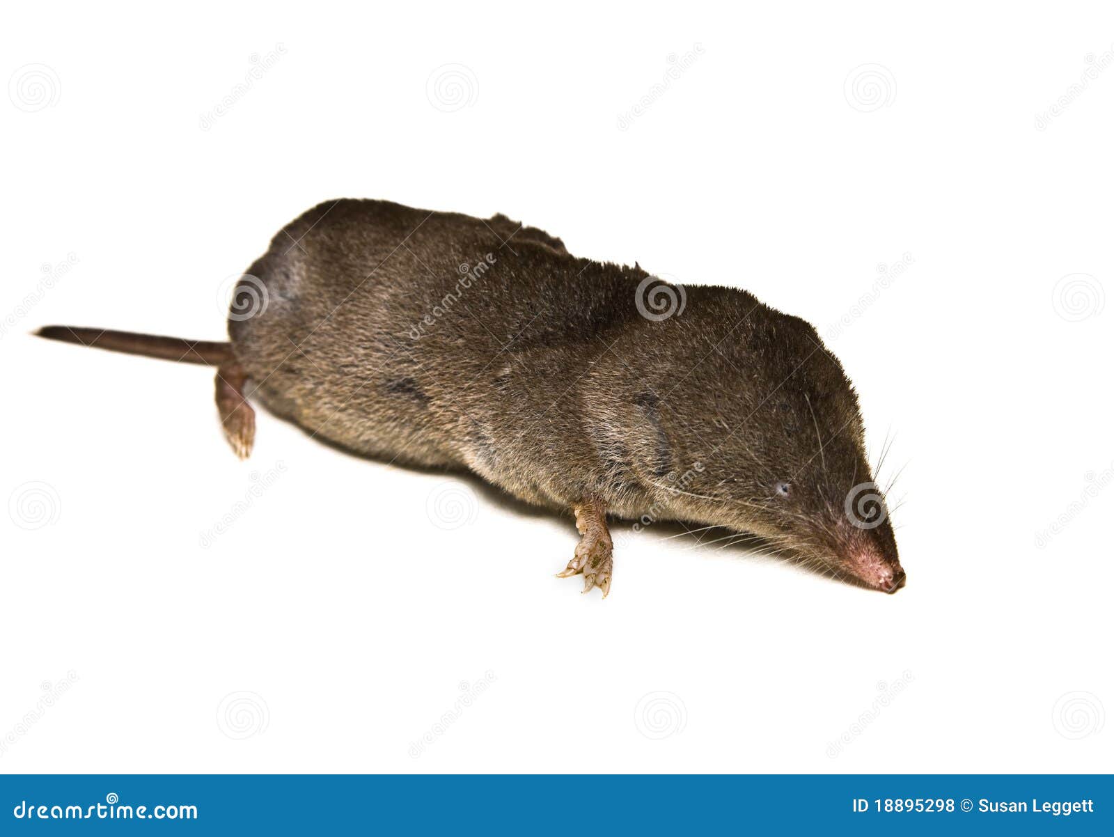 Talpa fotografia stock. Immagine di talpa, bruciare, scrofa - 18895298