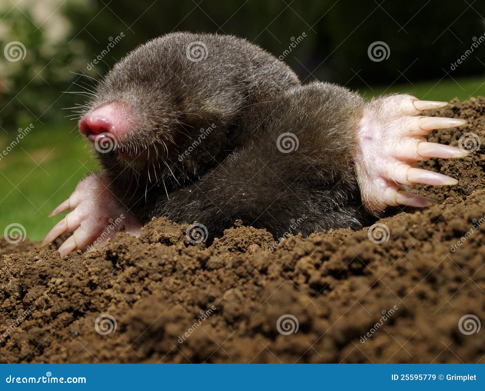 Talpa immagine stock. Immagine di talpa, animale, vangata - 25595779