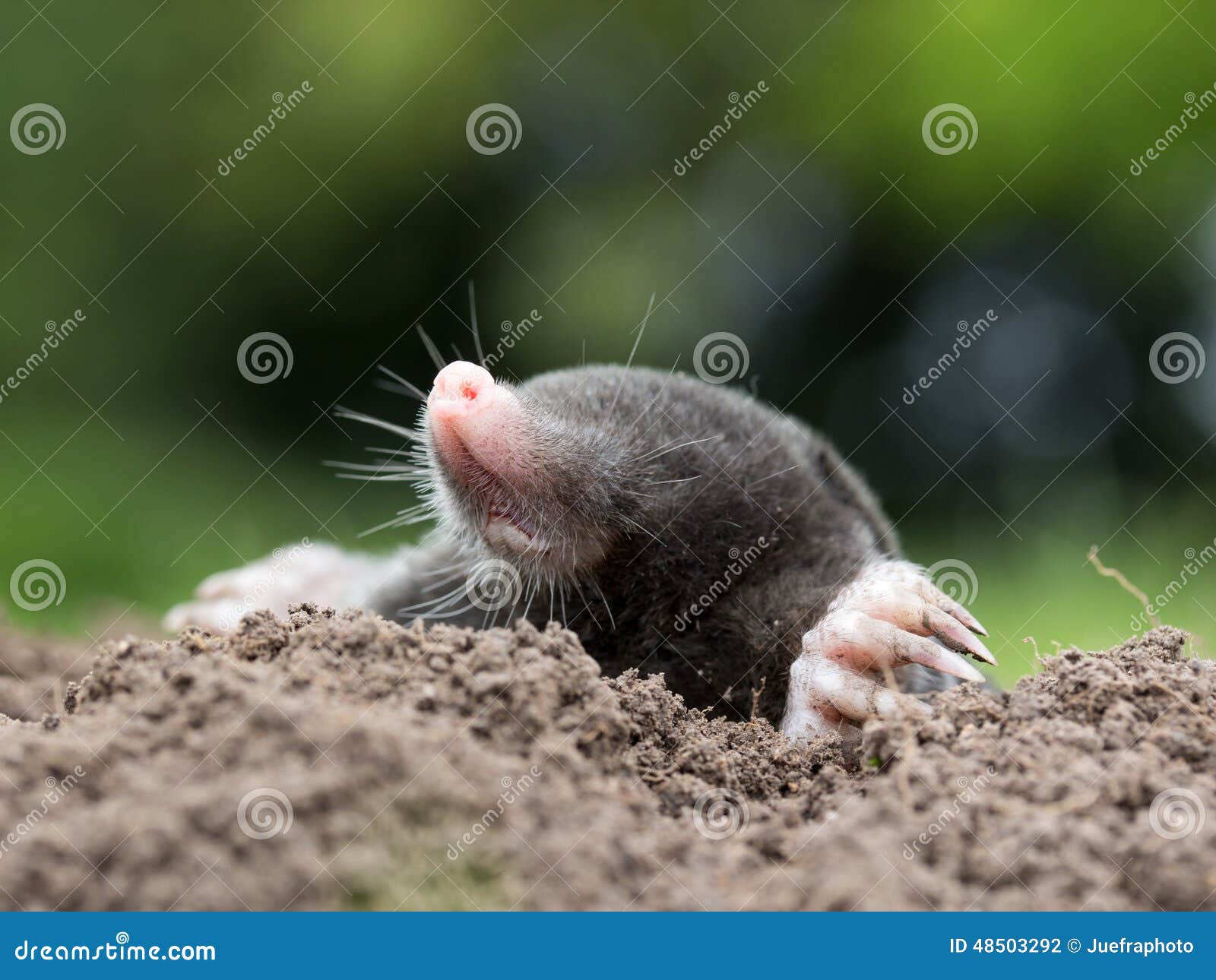 Talpa fotografia stock. Immagine di barbabietola, parassita - 48503292