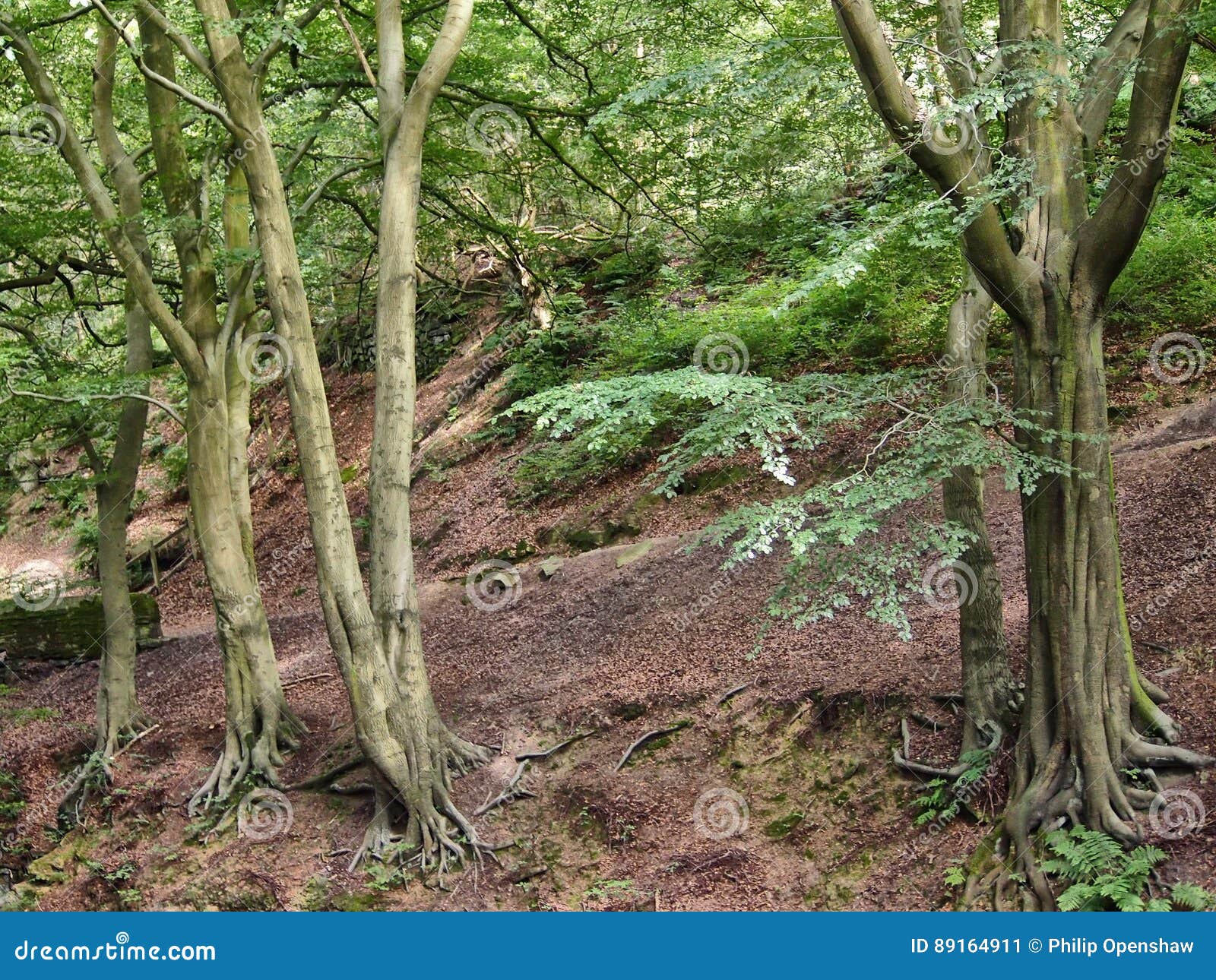 Talsohle Herausgestellte Wurzeln Stockbild - Bild von laub, leuchte ...