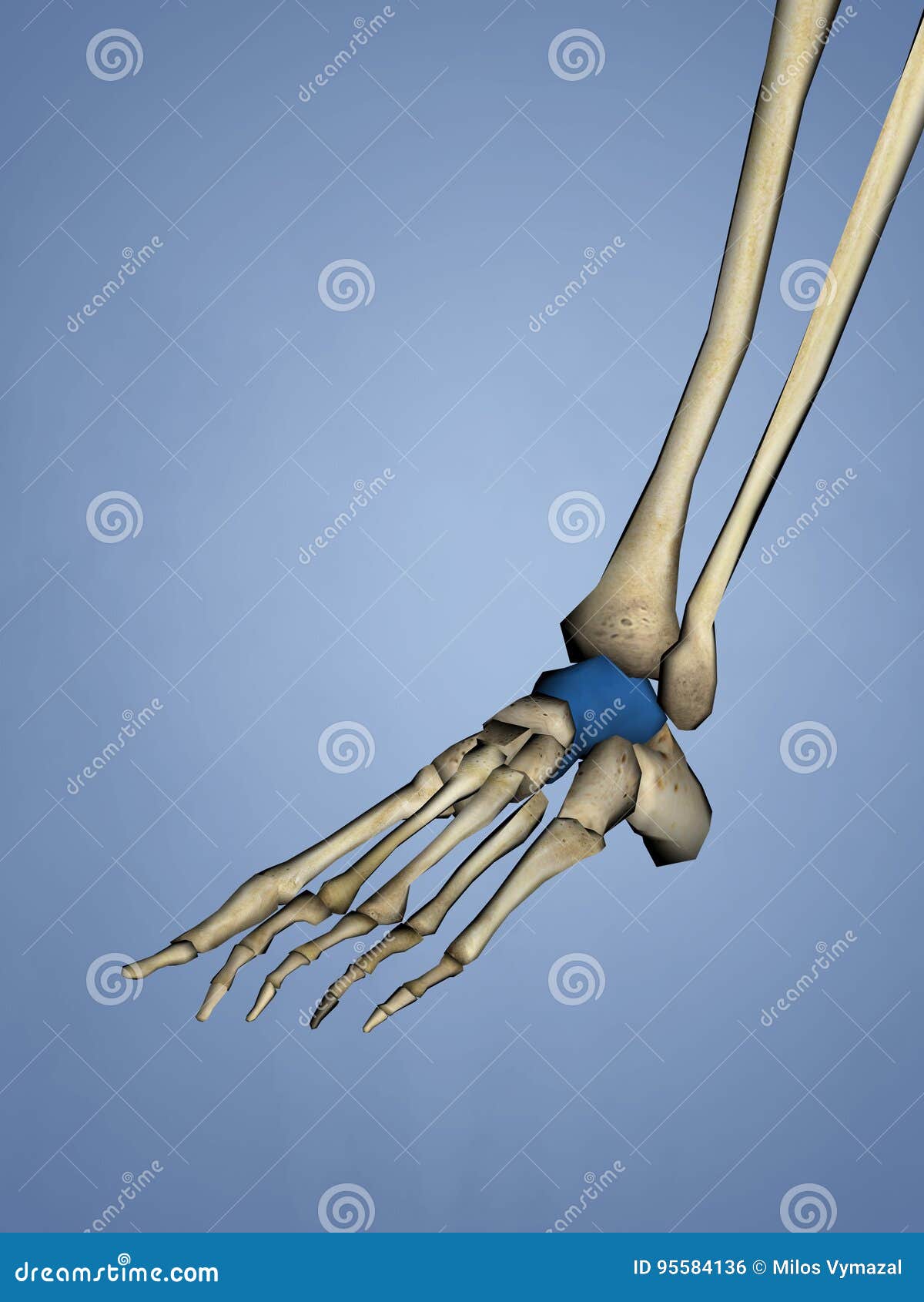 The Ankle Bone Stock Photo | CartoonDealer.com #37527108