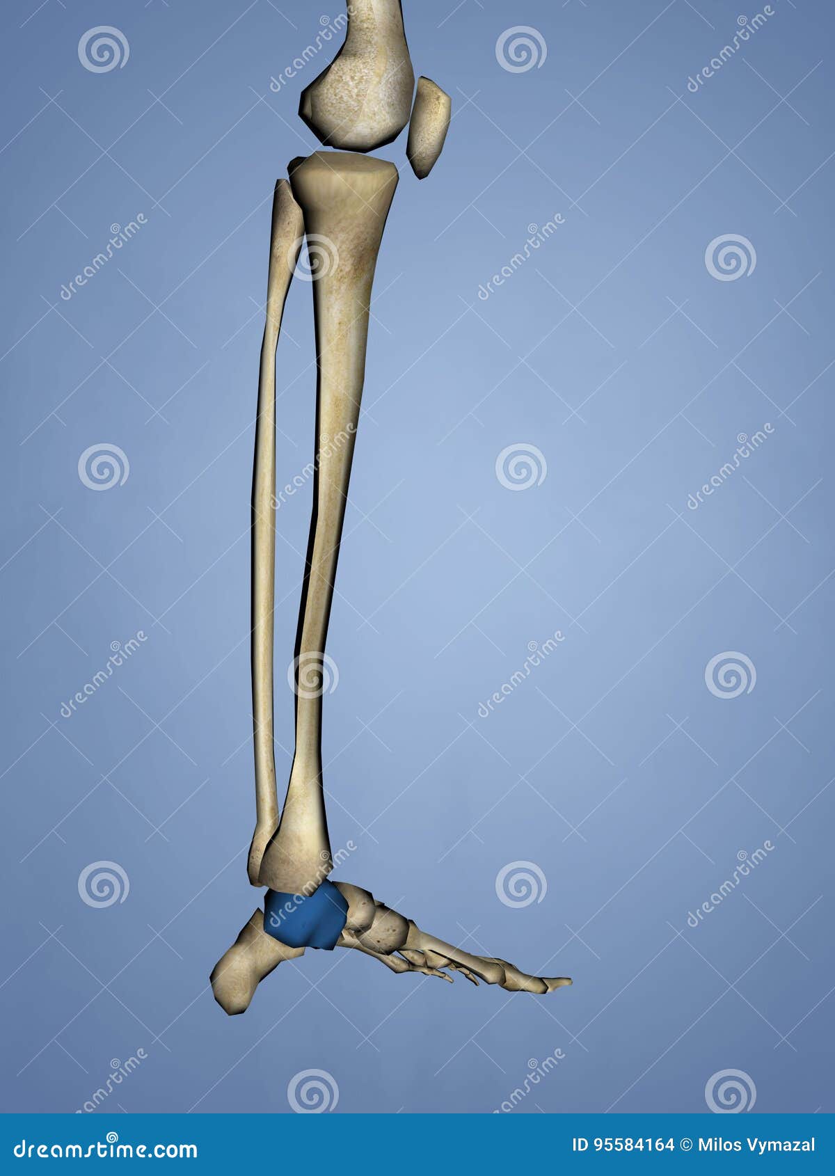 Talus Bone, 3D Model stock illustration. Illustration of ankle - 95584164