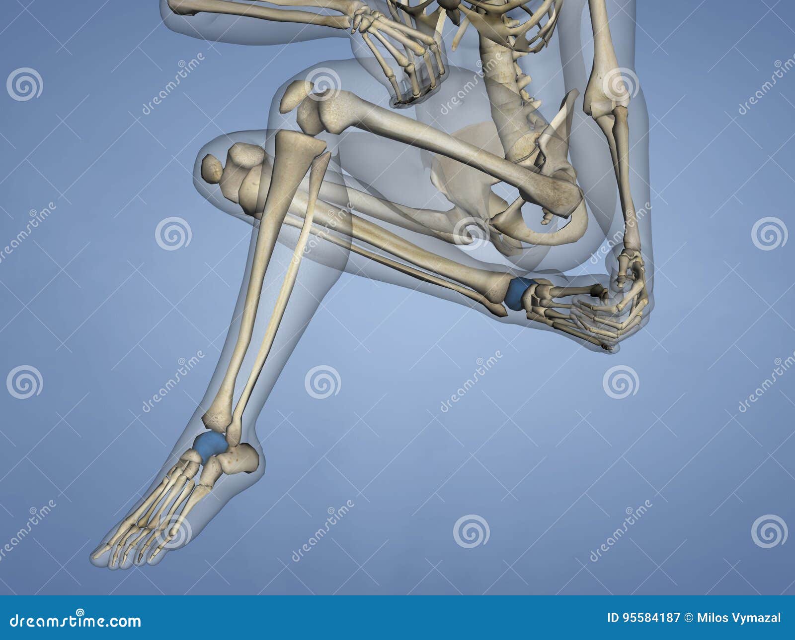 Talus Bone, 3D Model stock illustration. Illustration of model - 95584187