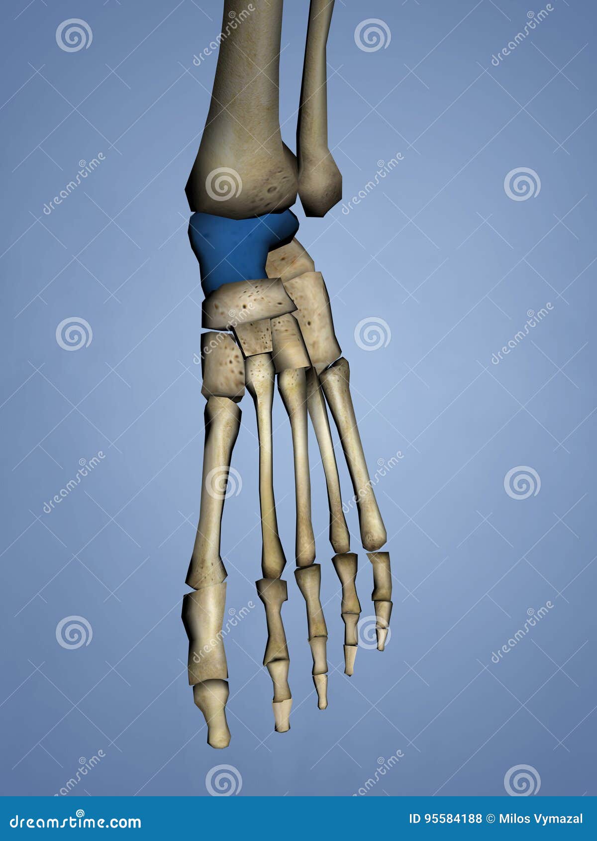Talus Bone, 3D Model stock illustration. Illustration of model - 95584188