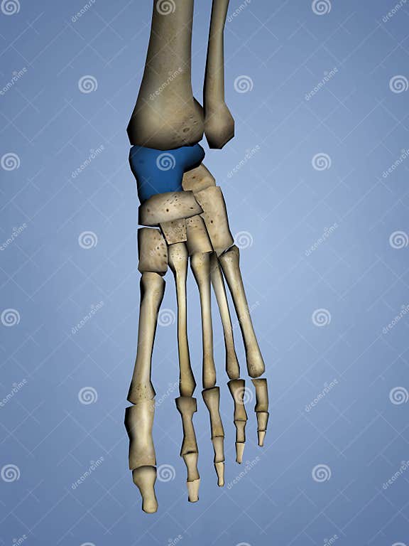 Talus Bone, 3D Model stock illustration. Illustration of model - 95584188