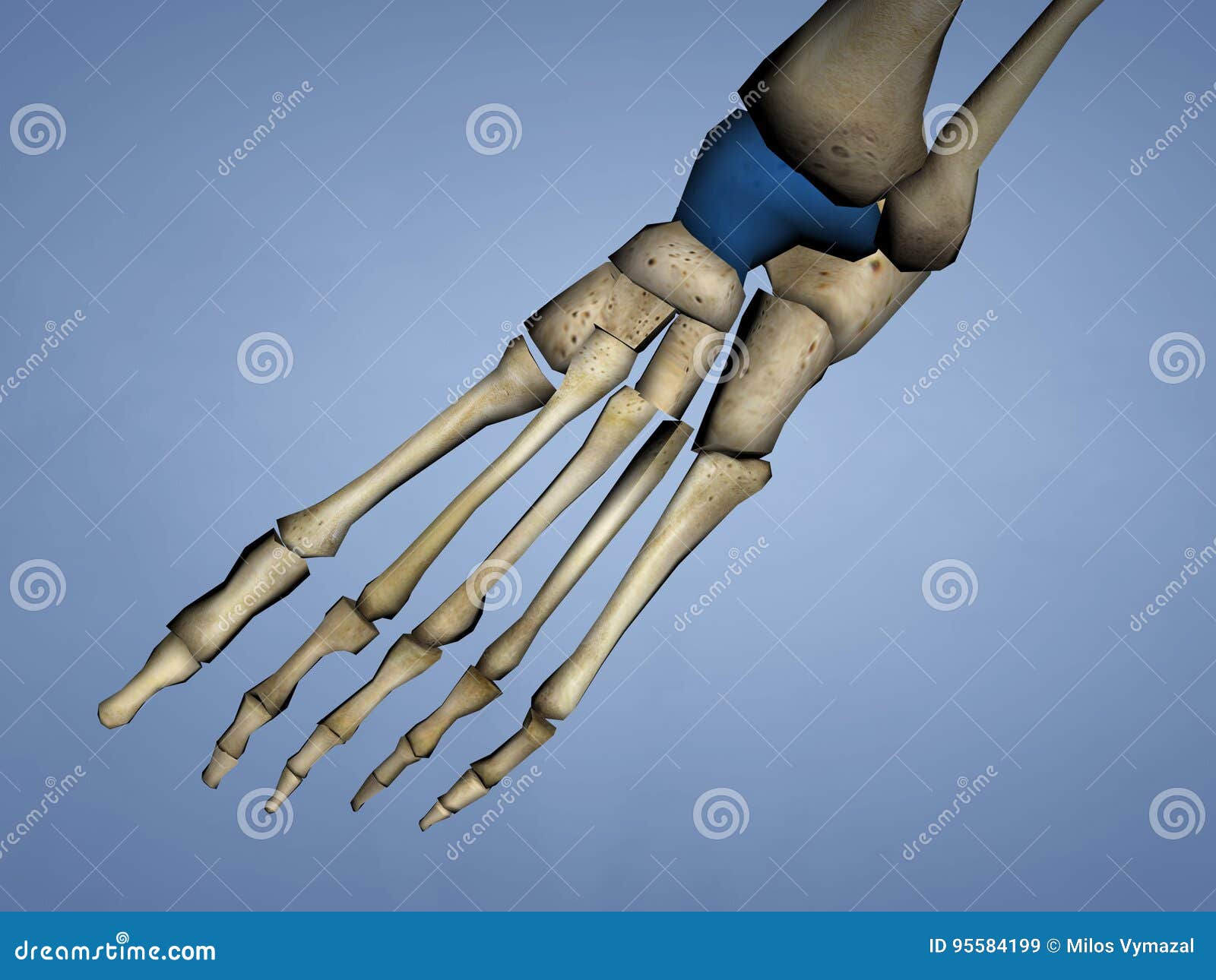 Talus Bone, 3D Model stock illustration. Illustration of bones - 95584199