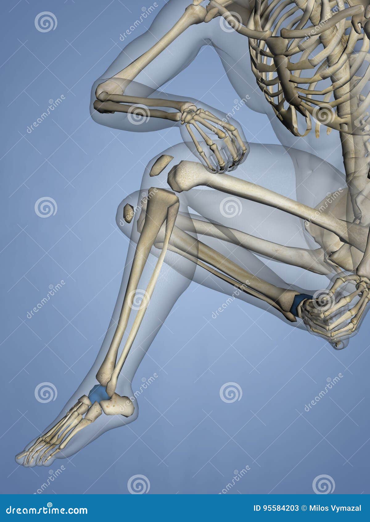 Talus Bone, 3D Model stock illustration. Illustration of talus - 95584203