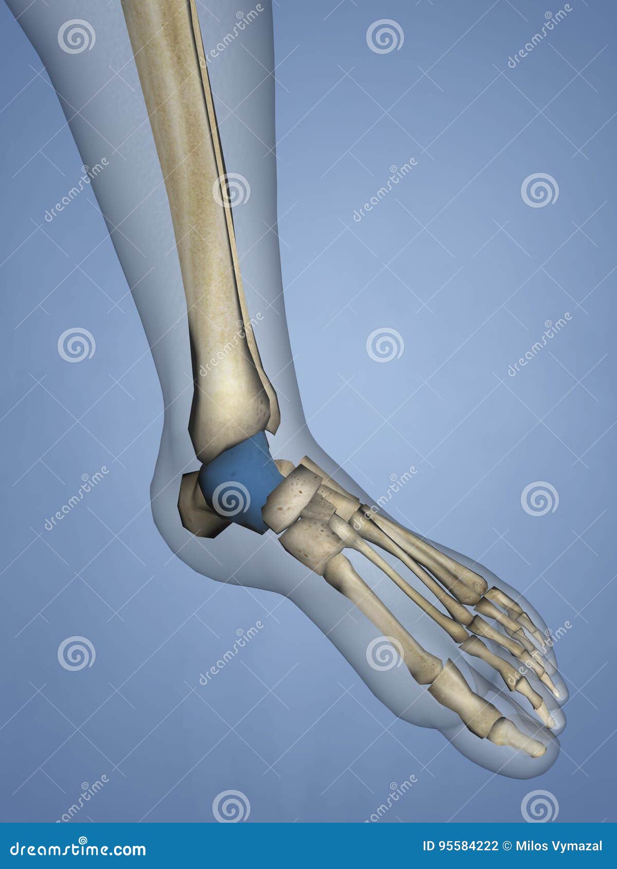 Talus Bone, 3D Model stock illustration. Illustration of astragalus ...