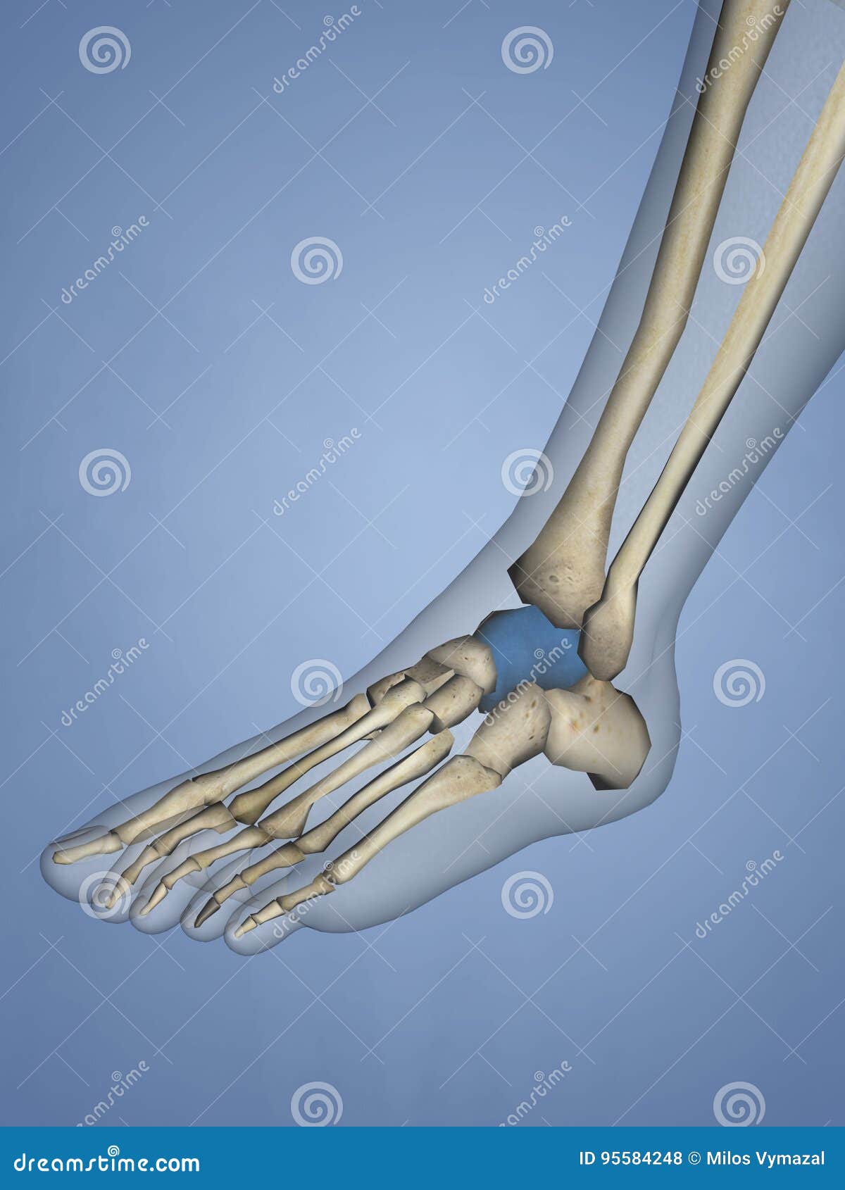 Talus Bone, 3D Model stock illustration. Illustration of bone - 95584248