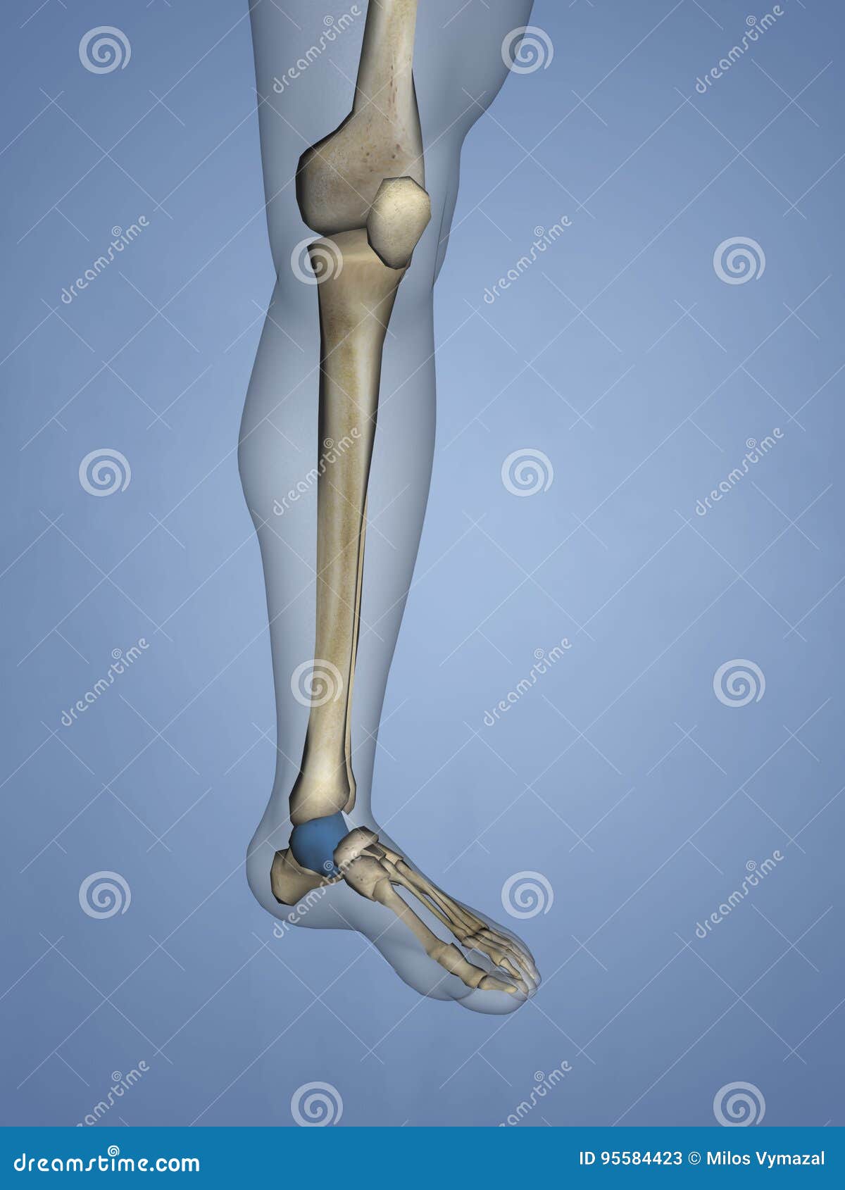 Talus Bone, 3D Model stock illustration. Illustration of skeleton ...